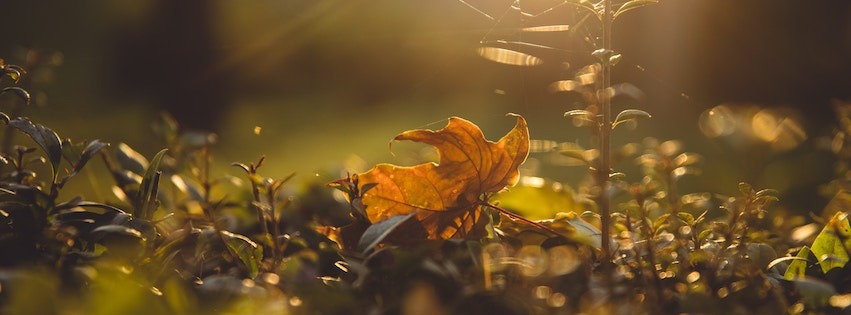 leaf-field - New Ventures West